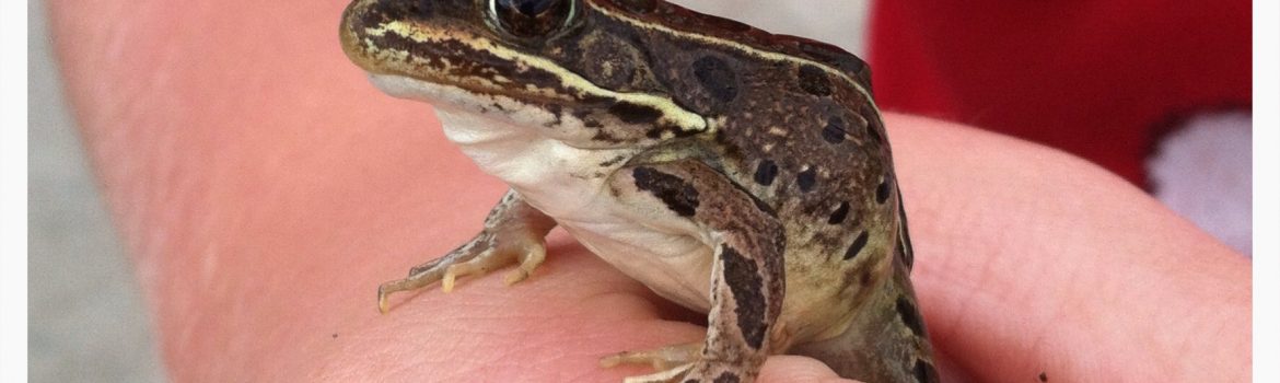 Welcome to Brush Lake - A Little Slice Of Paradise